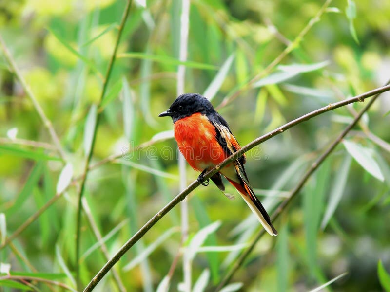 Male mountain pepper birds stock image. Image of peaceful - 30976149
