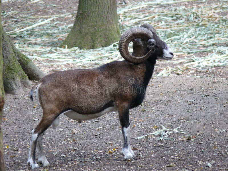 Muflon between trees stock image. Image of hoofed, hunt - 149702283