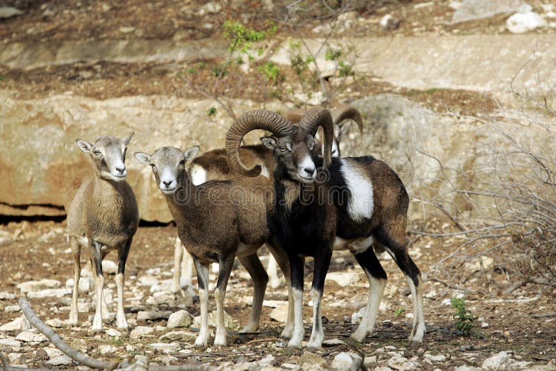Male Muflon stock image. Image of female, animal, herbivorous - 34895211