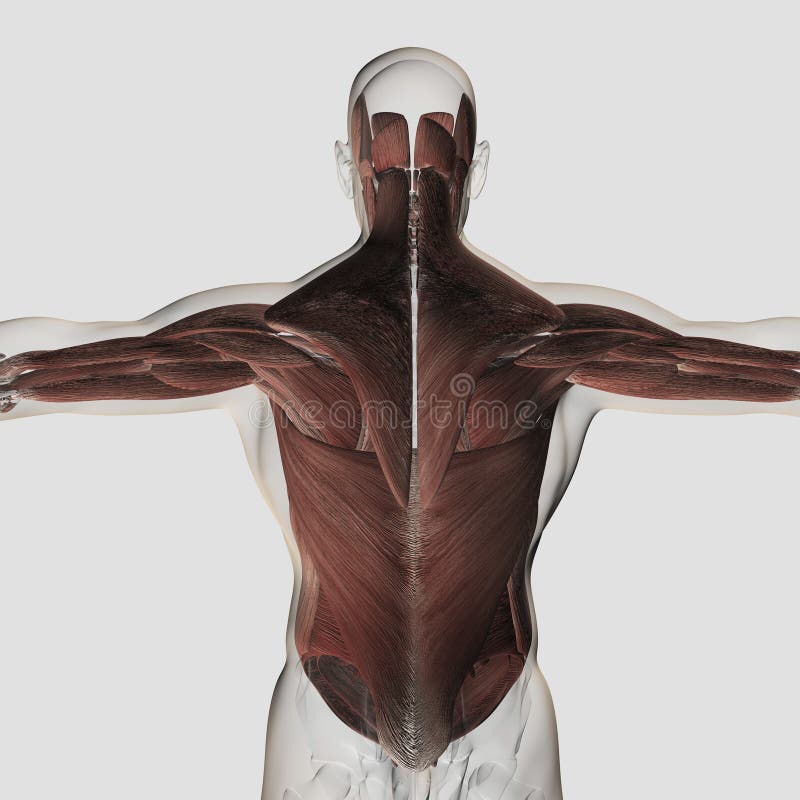 Male Muscle Anatomy of the Human Back. Stock Illustration ...