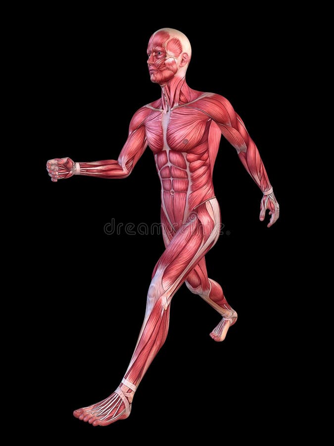 Male muscle model stock illustration. Illustration of sports - 15435327