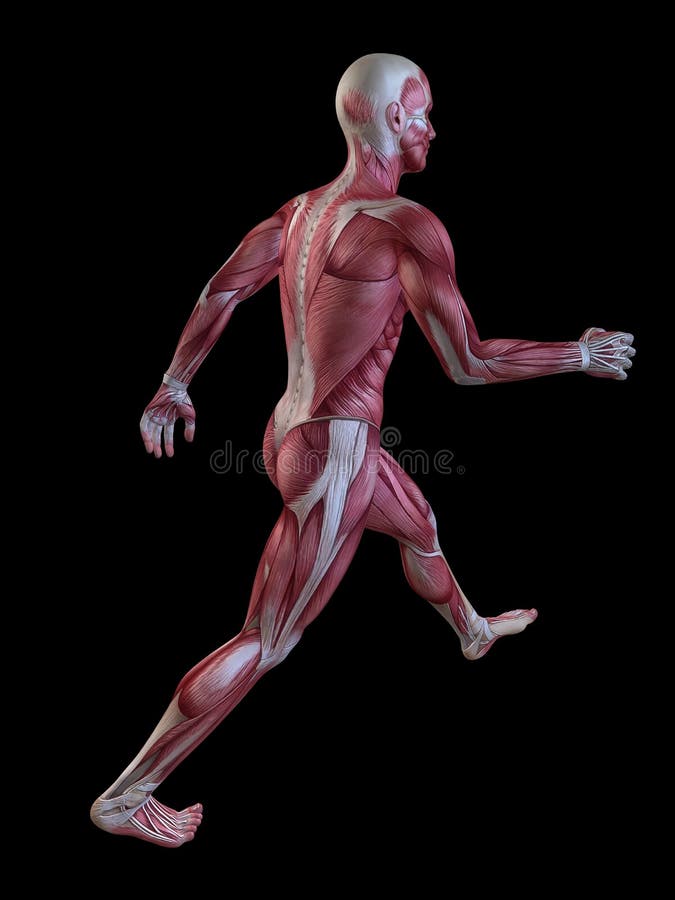 Female muscle model stock illustration. Illustration of medicine - 15435465