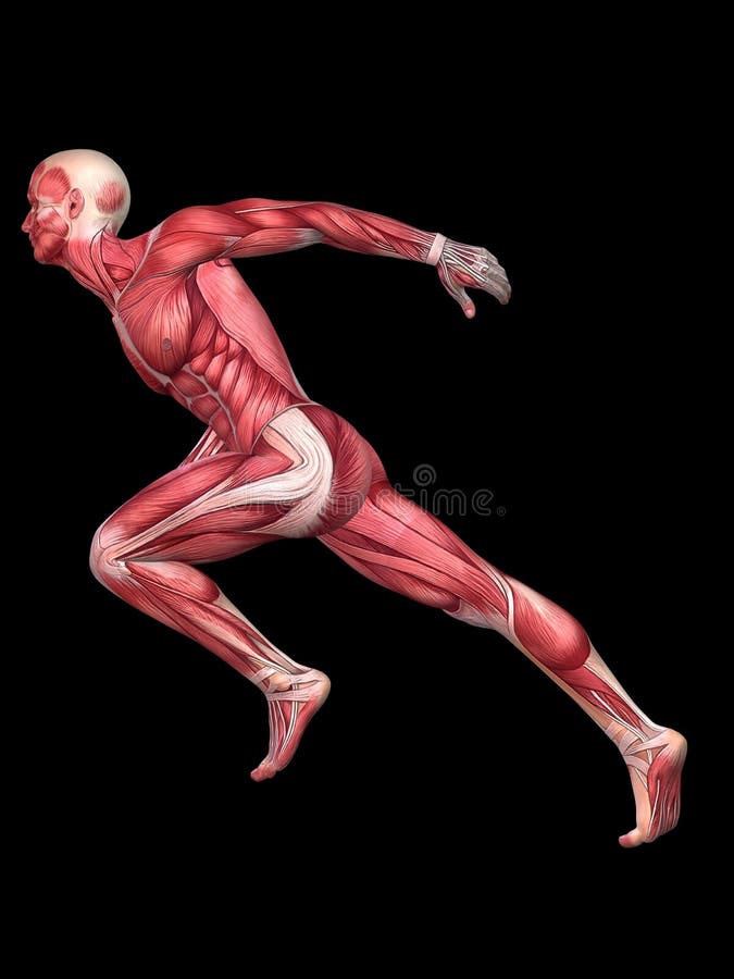 Male muscle model stock illustration. Illustration of muscular - 15435377
