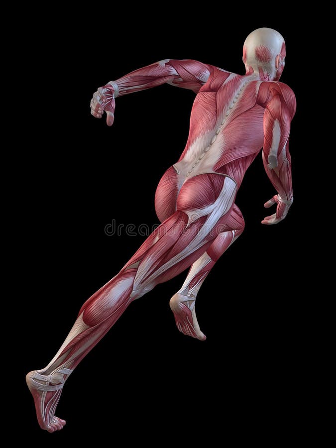 Male muscle model stock illustration. Illustration of shape - 15435385