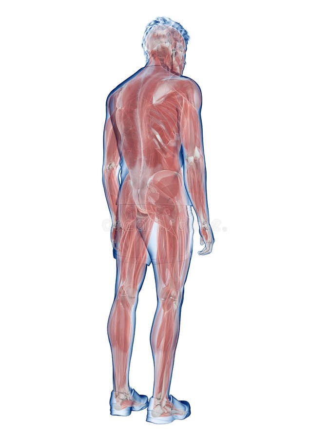 The male muscle system stock illustration. Illustration of science ...