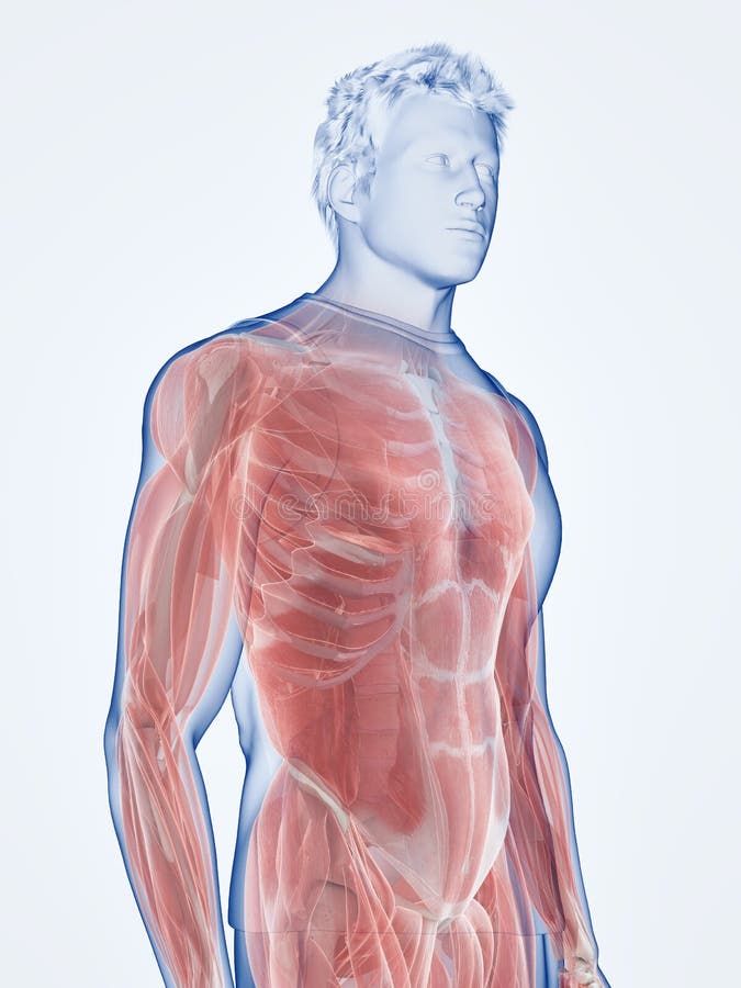 Male muscle model stock illustration. Illustration of shape - 15435385