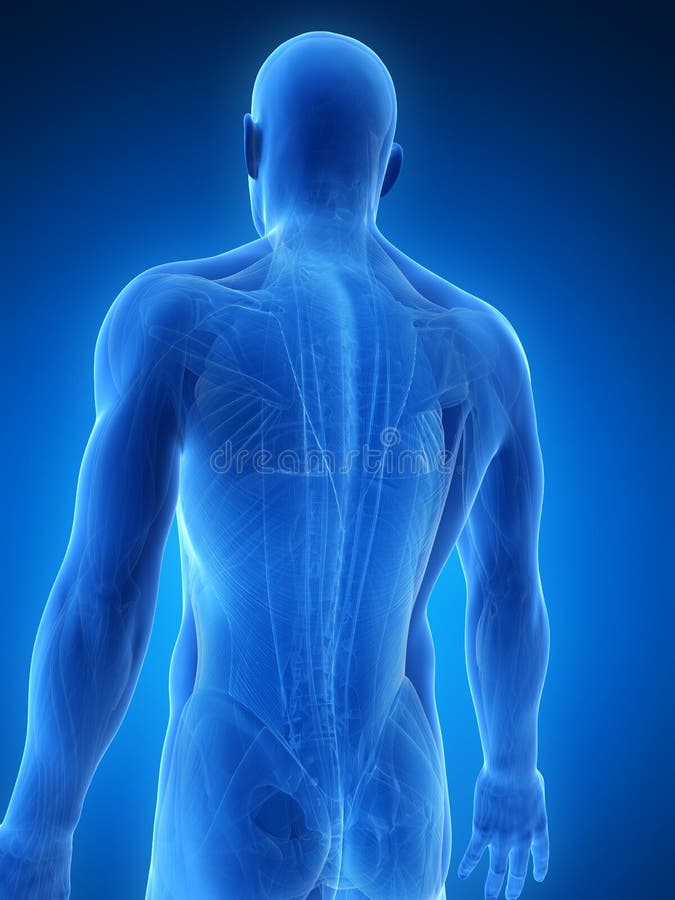 Human back stock illustration. Illustration of physical - 17390596