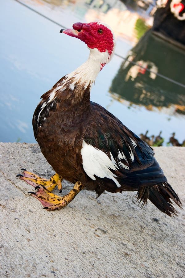Male muscovy duck stock photo. Image of black, wildlife - 1002122