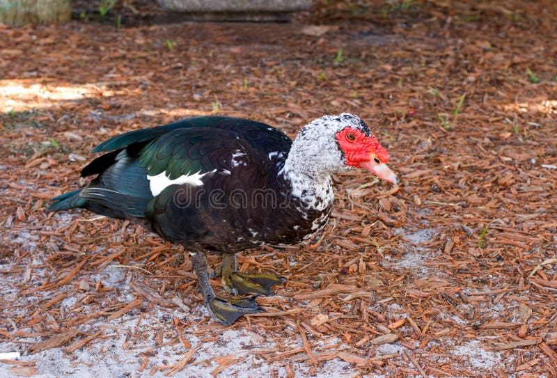 Male Muscovy Duck stock photo. Image of muscovy, macro - 16863768