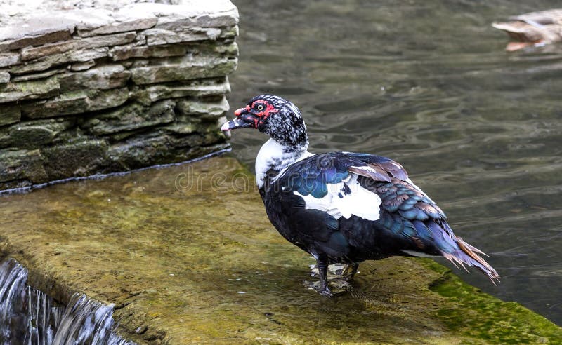 Memale Stock Photos - Free & Royalty-Free Stock Photos from Dreamstime