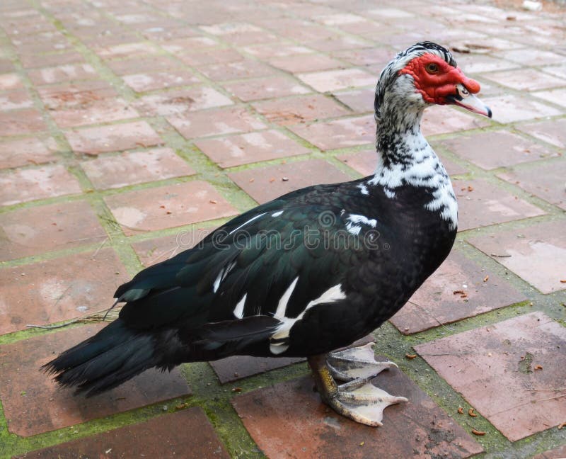 Muscovy duck, male stock photo. Image of breed, bird - 25189814