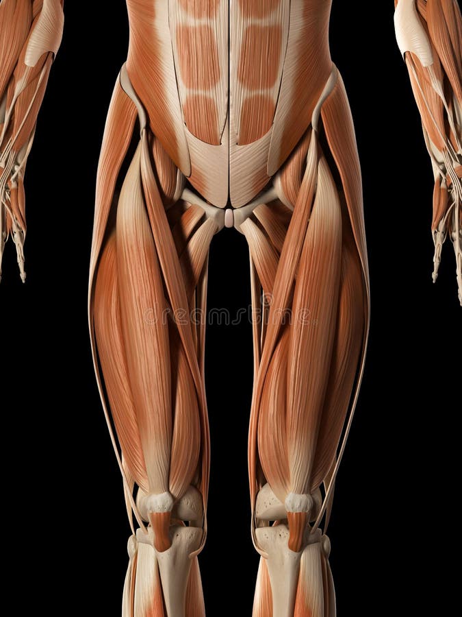 The male muscular system stock illustration. Illustration of athletic ...