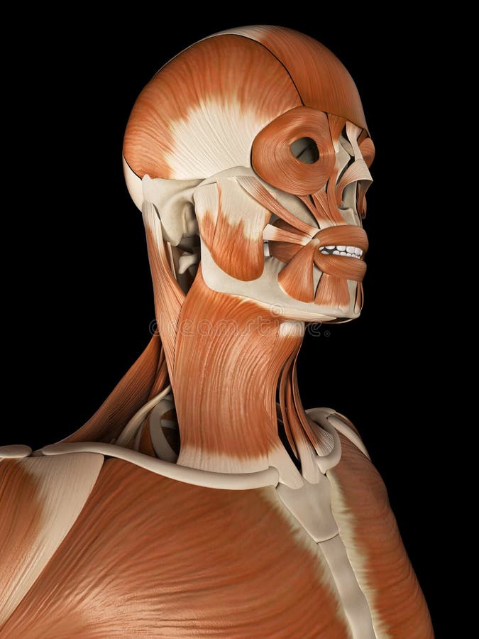 The male muscular system stock illustration. Illustration of athletic ...