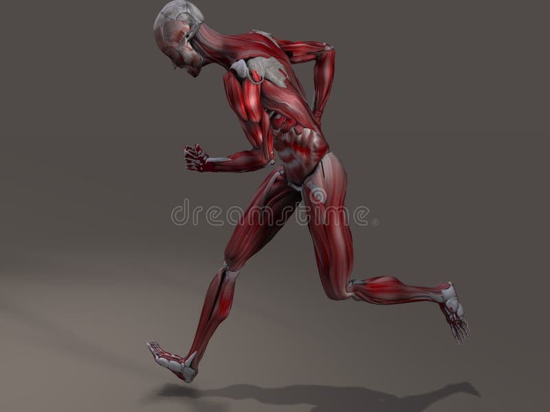 Male Musculoskeletal System Stock Illustration - Illustration of ...