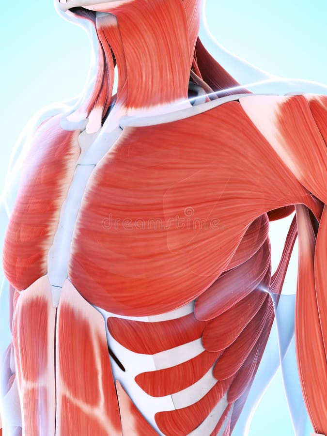 The male musculature stock illustration. Illustration of anatomy - 34165377