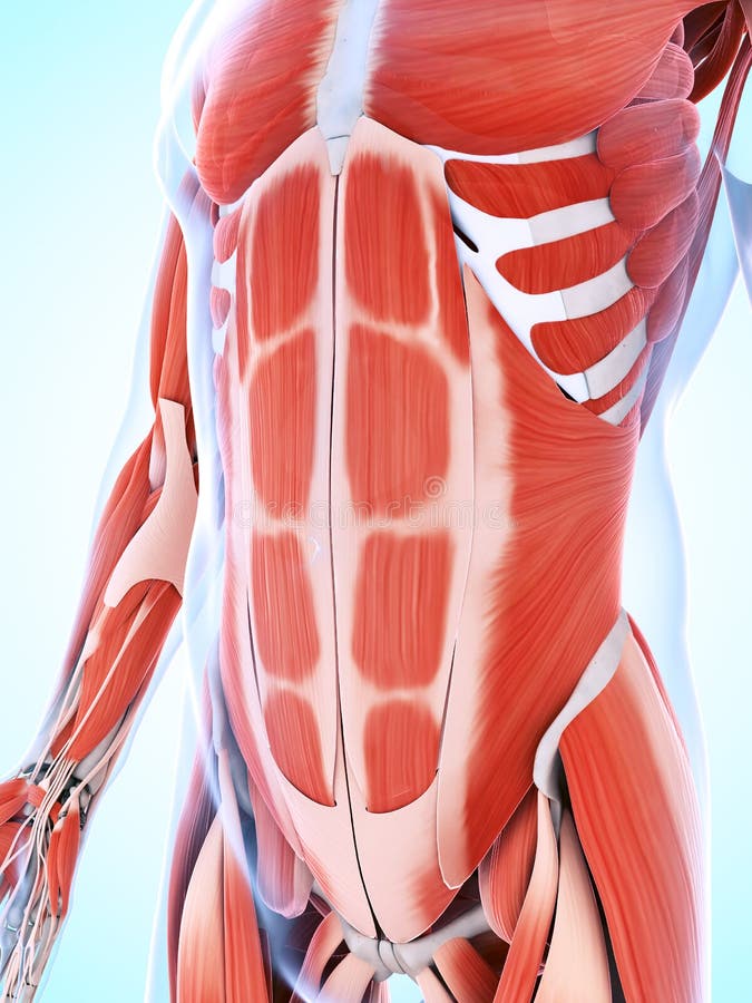 Male Musculature Running stock illustration. Illustration of human ...