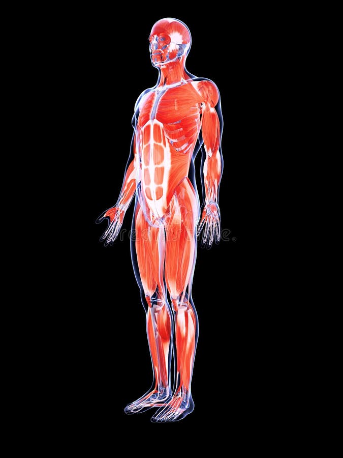 Male Musculature Running stock illustration. Illustration of human ...