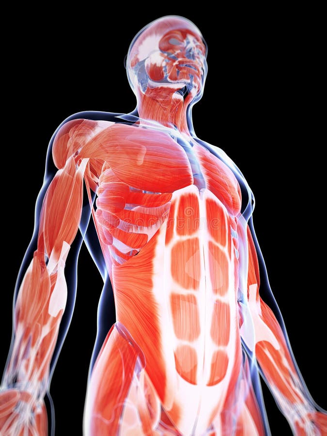 The male musculature stock illustration. Illustration of abdominal ...