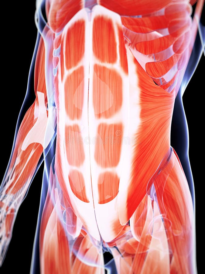 Abdominal Musculature Stock Illustrations – 243 Abdominal Musculature ...
