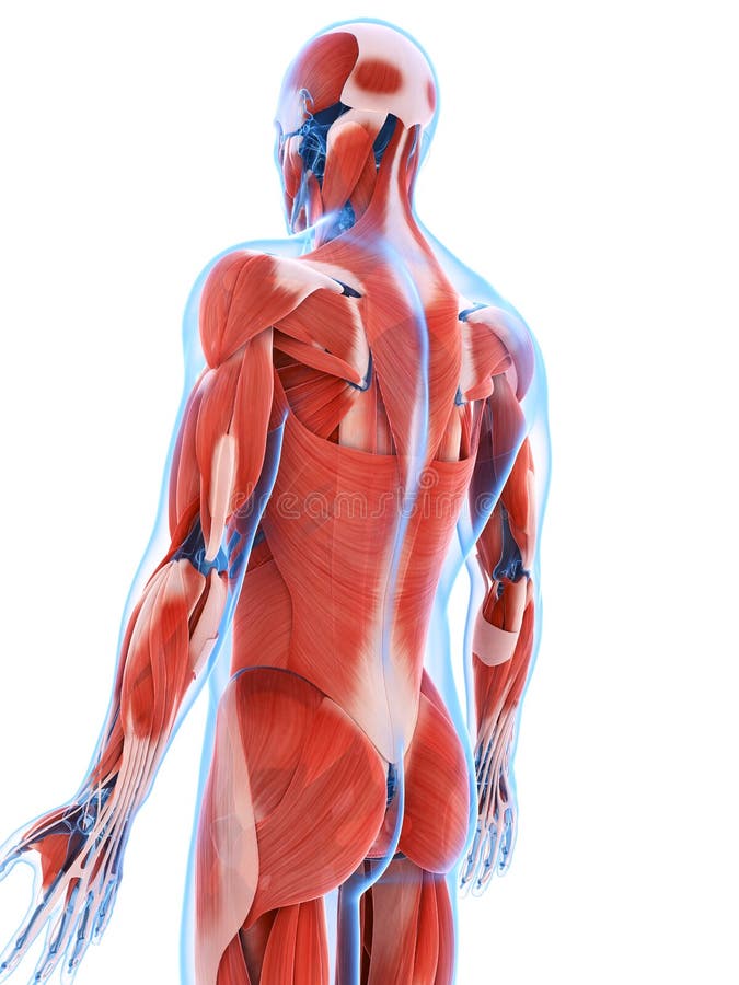 Human Muscle Injury stock illustration. Illustration of myalgia - 39773669