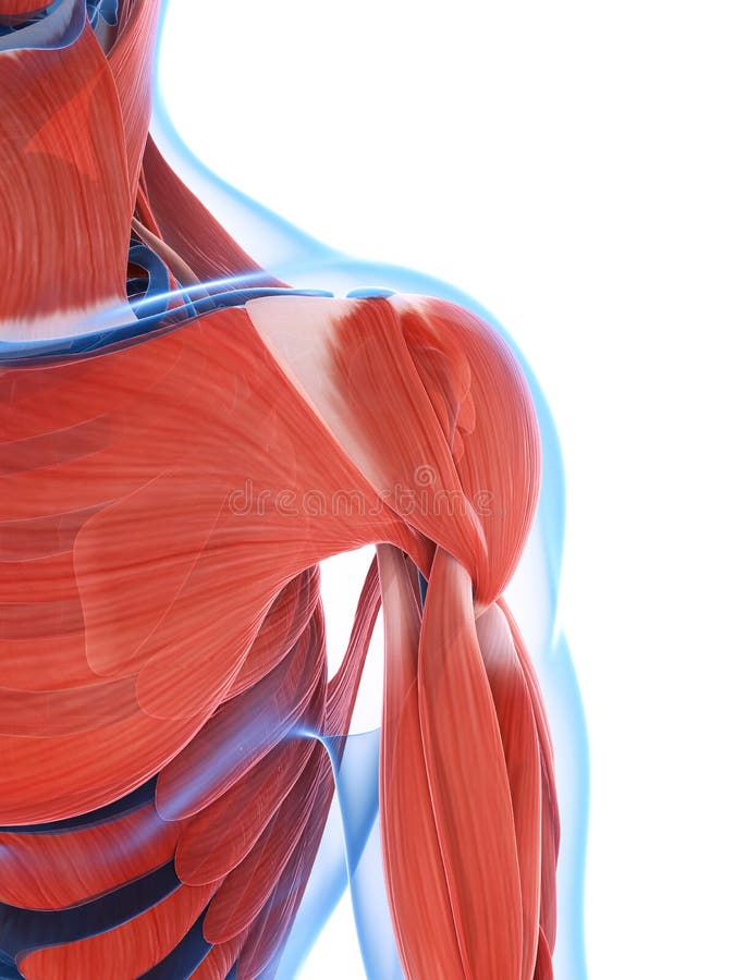 The male musculature stock illustration. Illustration of rendering ...
