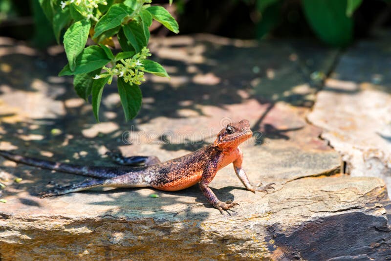 The Mwanza Flat-headed Agama. Serengeti, Tanzania Stock Photo - Image ...