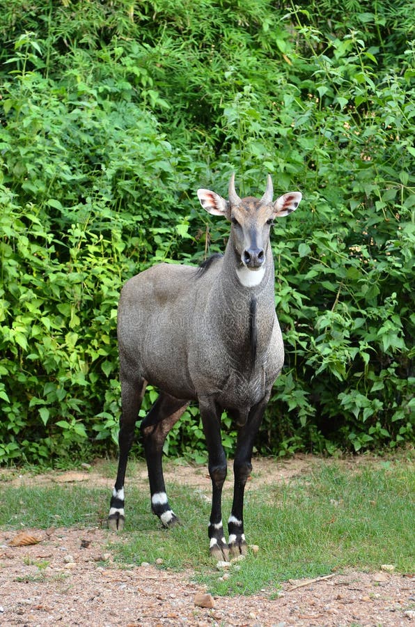 Nilgai 1 stock image. Image of antelope, zoology, ecology - 31391935
