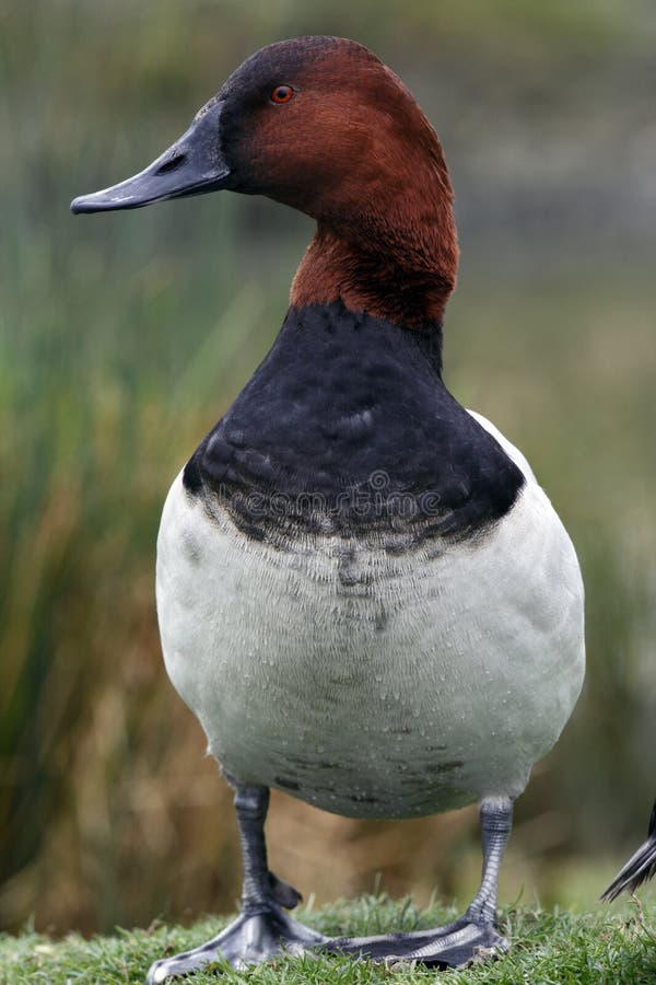Male North American Canvasback Duck Stock Image - Image of american ...