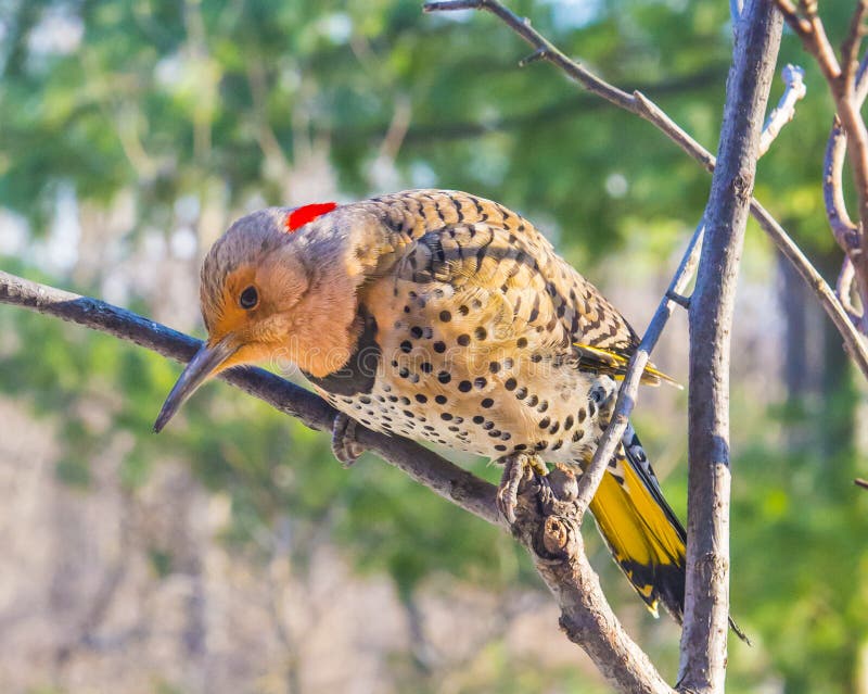 Male, Norther Flicker stock photo. Image of rural, grey - 29050224