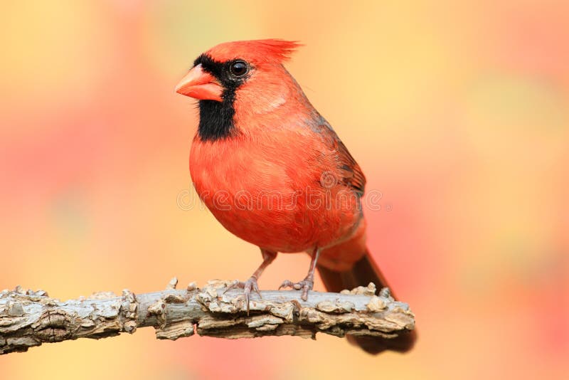 Male Northern Cardinal stock image. Image of nature, wild - 22001315