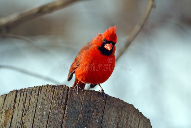 GO ARIZONA CARDINALS! stock image. Image of birder, feathers - 7720269