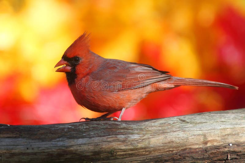 Male Northern Cardinal stock image. Image of animal, cardinal - 12669075