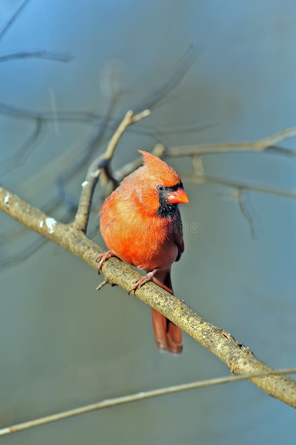 Male Northern Cardinal stock image. Image of bird, wildlife - 17596909