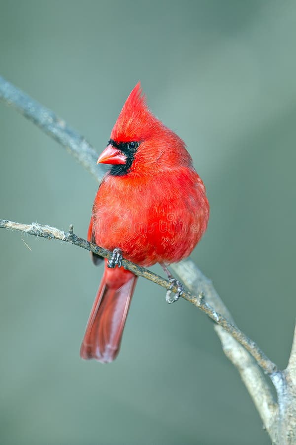 Male Northern Cardinal stock image. Image of bird, wildlife - 17596909