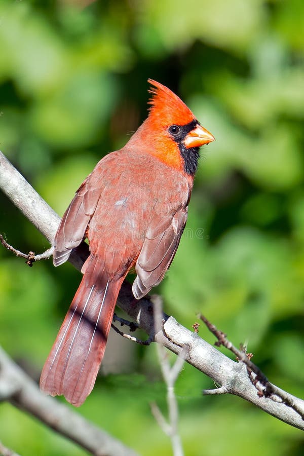 Male Northern Cardinal stock photo. Image of wildlife - 27160492