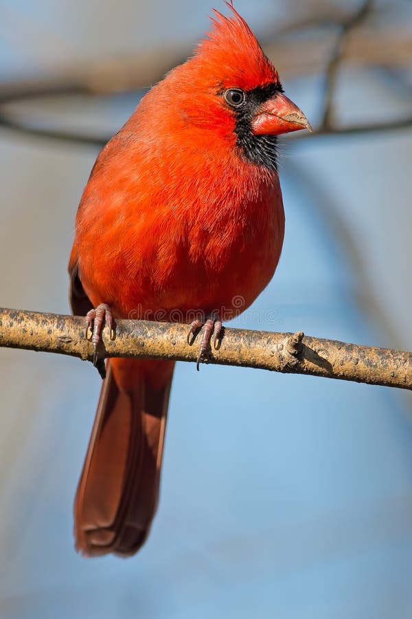 Male Northern Cardinal stock image. Image of cardinalis - 28504173