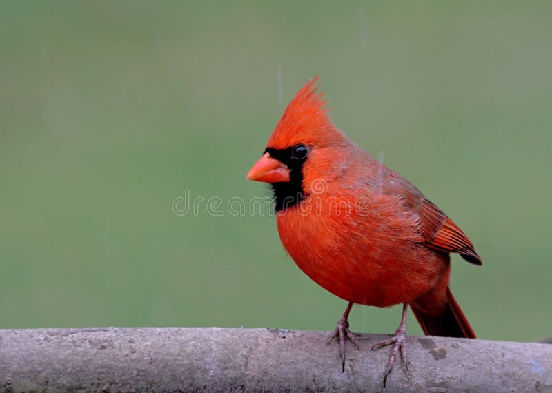 Male Northern Cardinal stock image. Image of green, feathers - 3252217