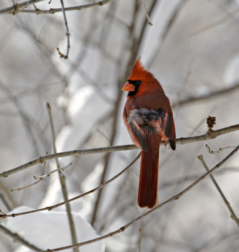 Male Northern Cardinal stock photo. Image of ornithology - 3957760