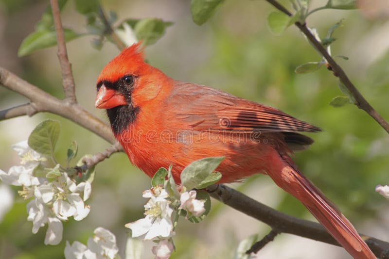 Cardinal in spring stock image. Image of birdwatching - 18146631