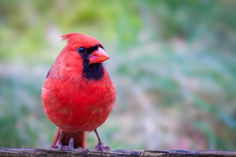 Male Northern Cardinal at the Edge of a Pool at the Transitions Bird ...