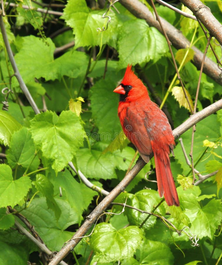 Male Northern Cardinal (Cardinalis Cardinalis) in Central Park, New ...