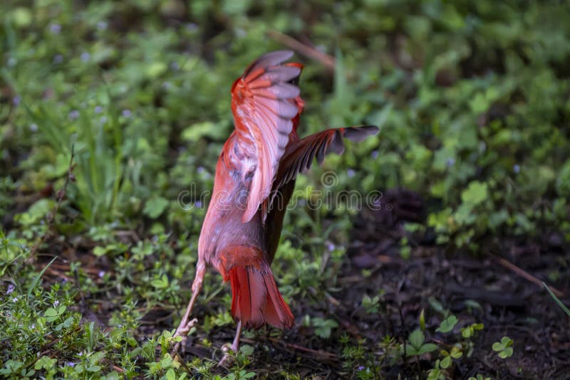 Cardinal Taking Flight stock photo. Image of vibrant - 381697670