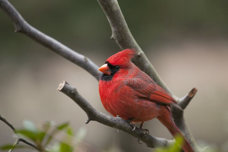 Cardinal in spring stock image. Image of birdwatching - 18146631