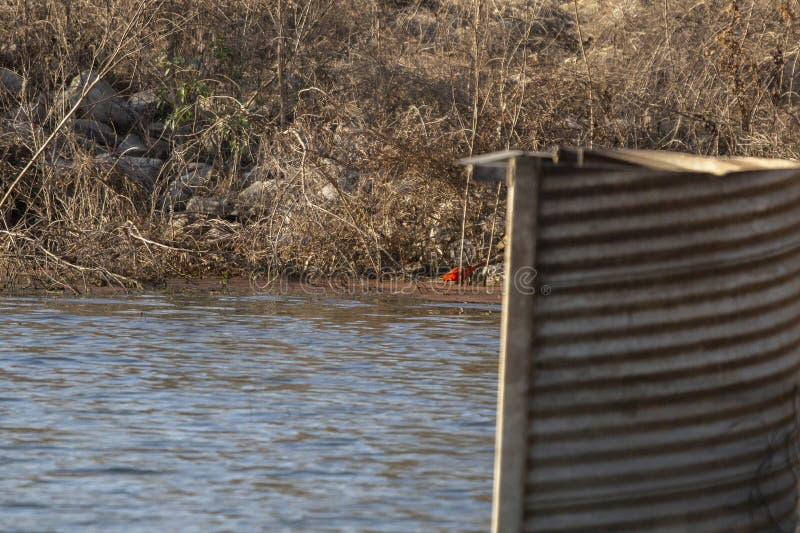 Male Northern Cardinal stock image. Image of birding - 291162331