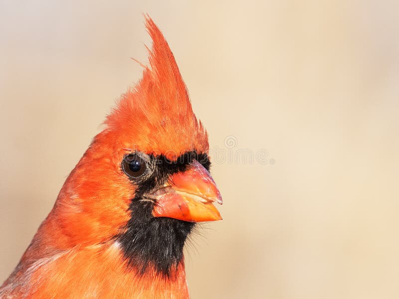 661 Cardinal Close Up Photos - Free & Royalty-Free Stock Photos from ...
