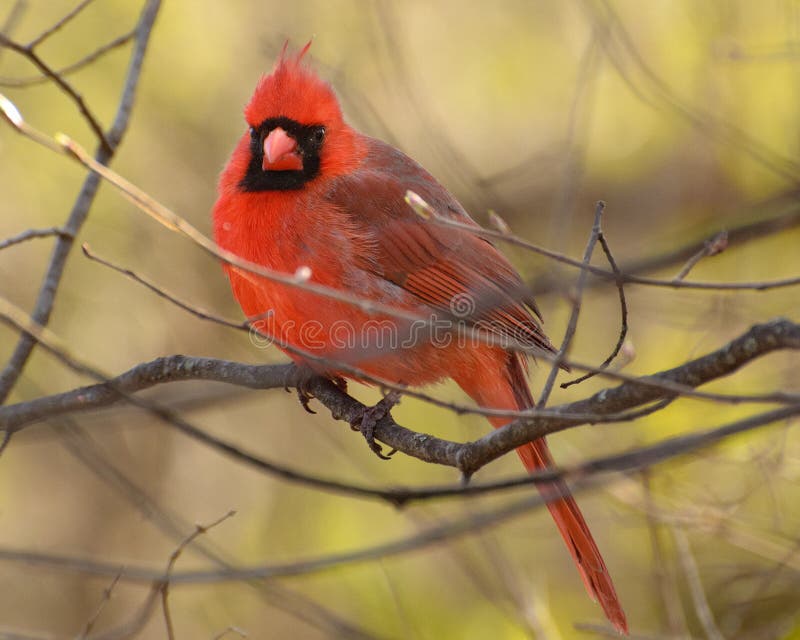 Male Northern Cardinal in Early Spring Stock Photo - Image of beak ...