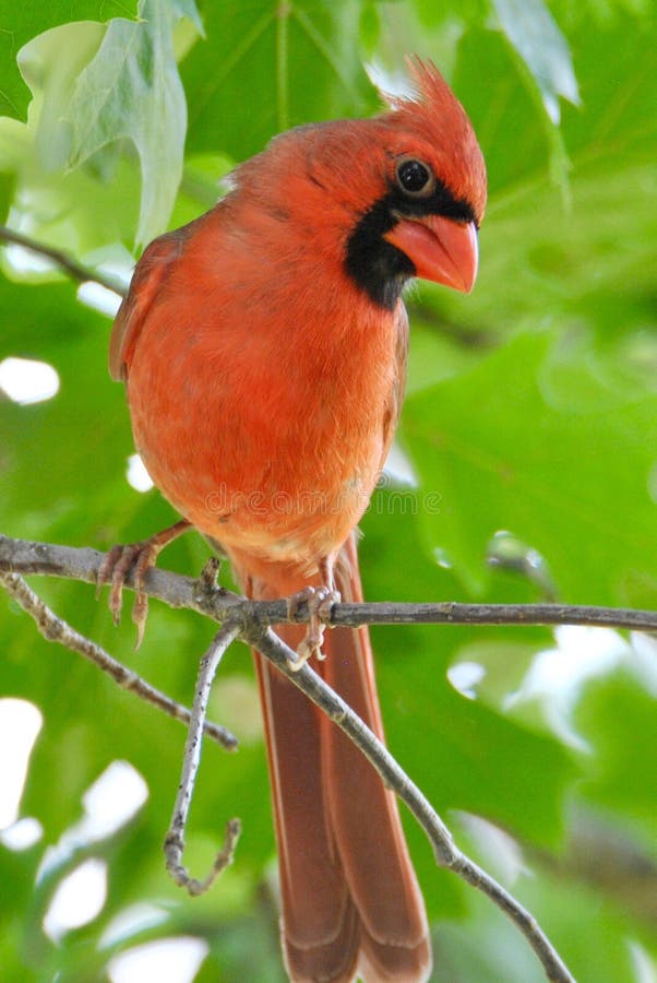 Bright Red Northern Cardinal Male Oak Tree Stock Photos - Free ...