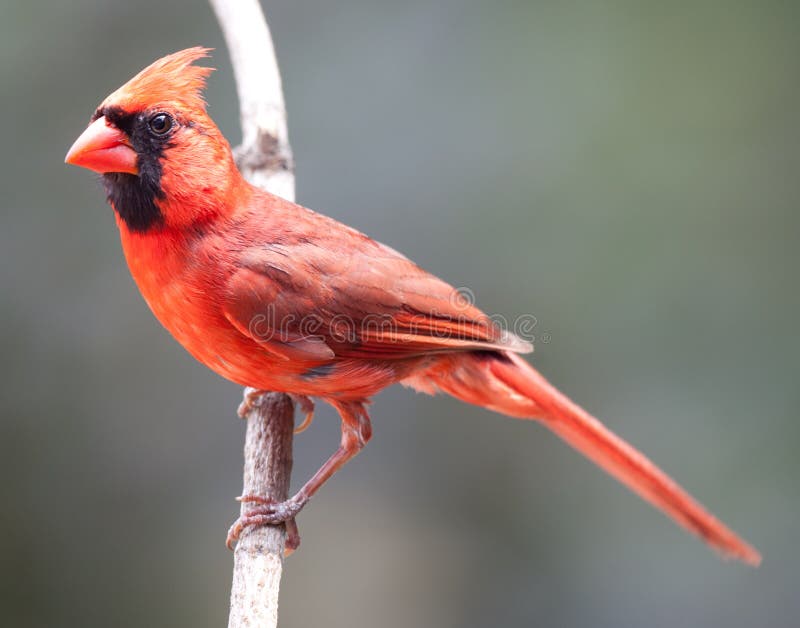 Northern Cardinal stock photo. Image of avian, branches - 770242