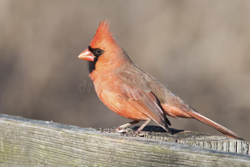 Male Northern Cardinal stock image. Image of bird, wildlife - 17596909