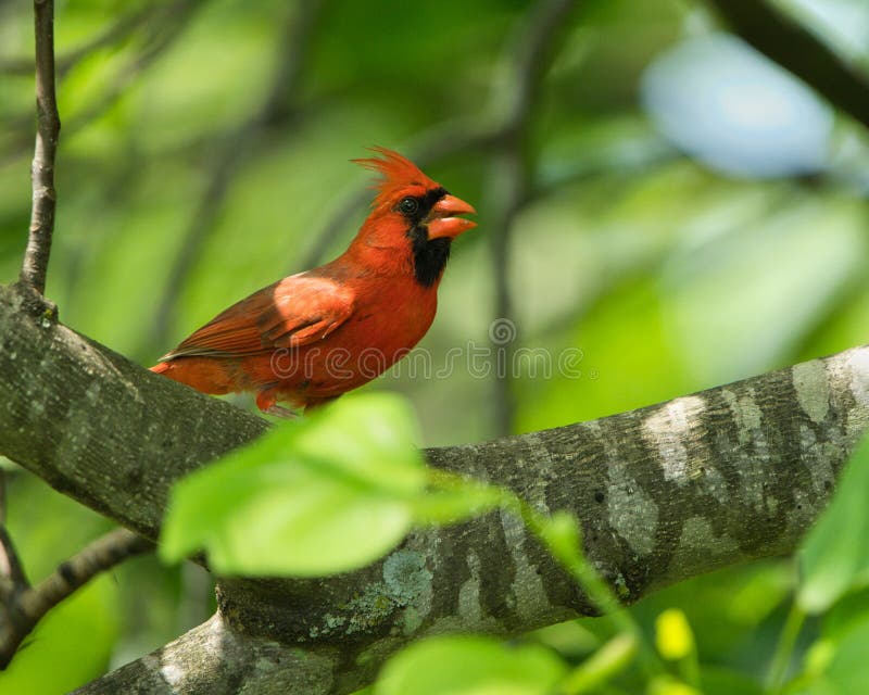 Male Northern Cardinal Perched on a Tree Branch. Stock Image - Image of ...